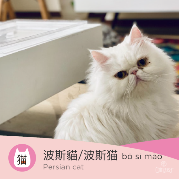 Meow-hǎo! A Purr-fect Introduction to Five Cat Breeds in Chinese - Chineasy