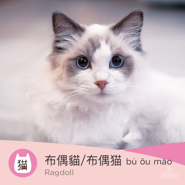 Meow-hǎo! A Purr-fect Introduction to Five Cat Breeds in Chinese - Chineasy