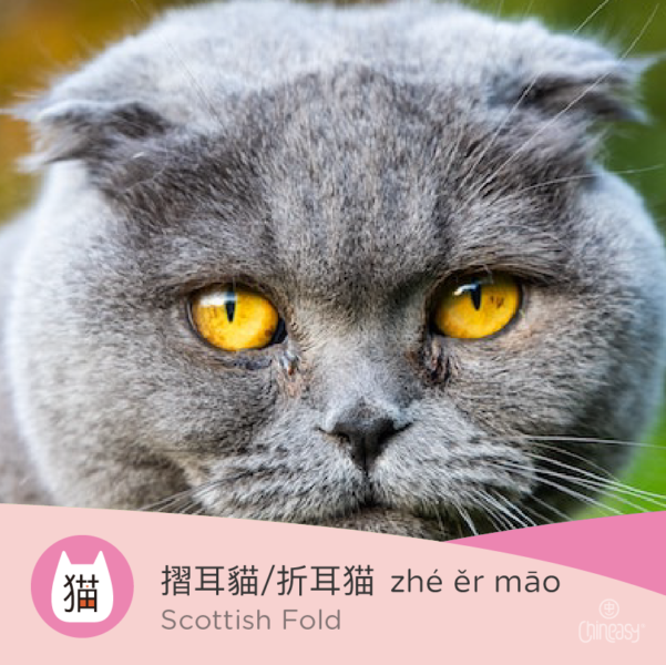 Meow-hǎo! A Purr-fect Introduction to Five Cat Breeds in Chinese - Chineasy