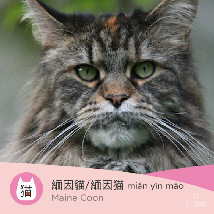 Meow-hǎo! A Purr-fect Introduction to Five Cat Breeds in Chinese - Chineasy